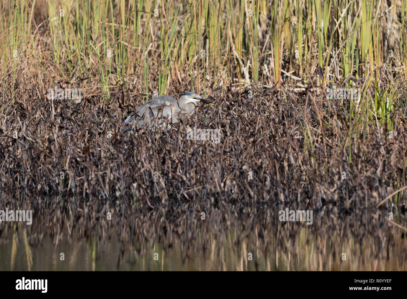 Birds eye fish hi-res stock photography and images - Alamy