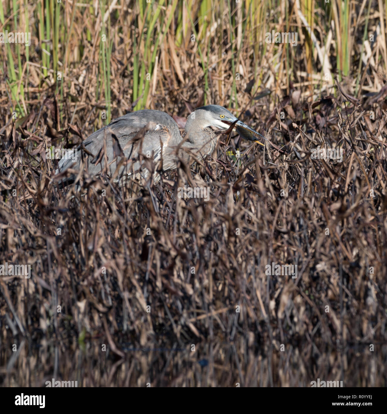 Yellow perch fish hi-res stock photography and images - Alamy