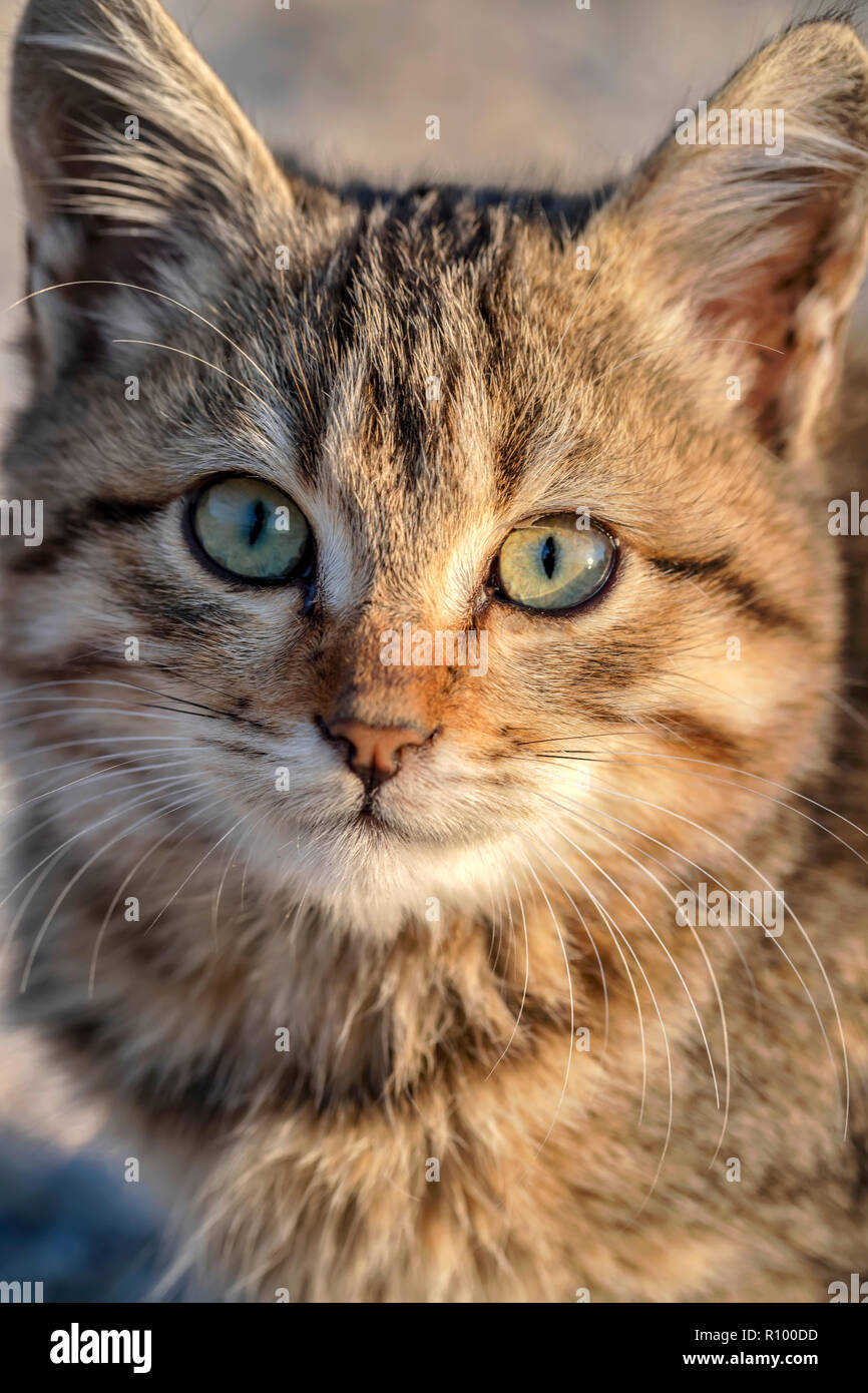 Cute small cat hi-res stock photography and images - Alamy
