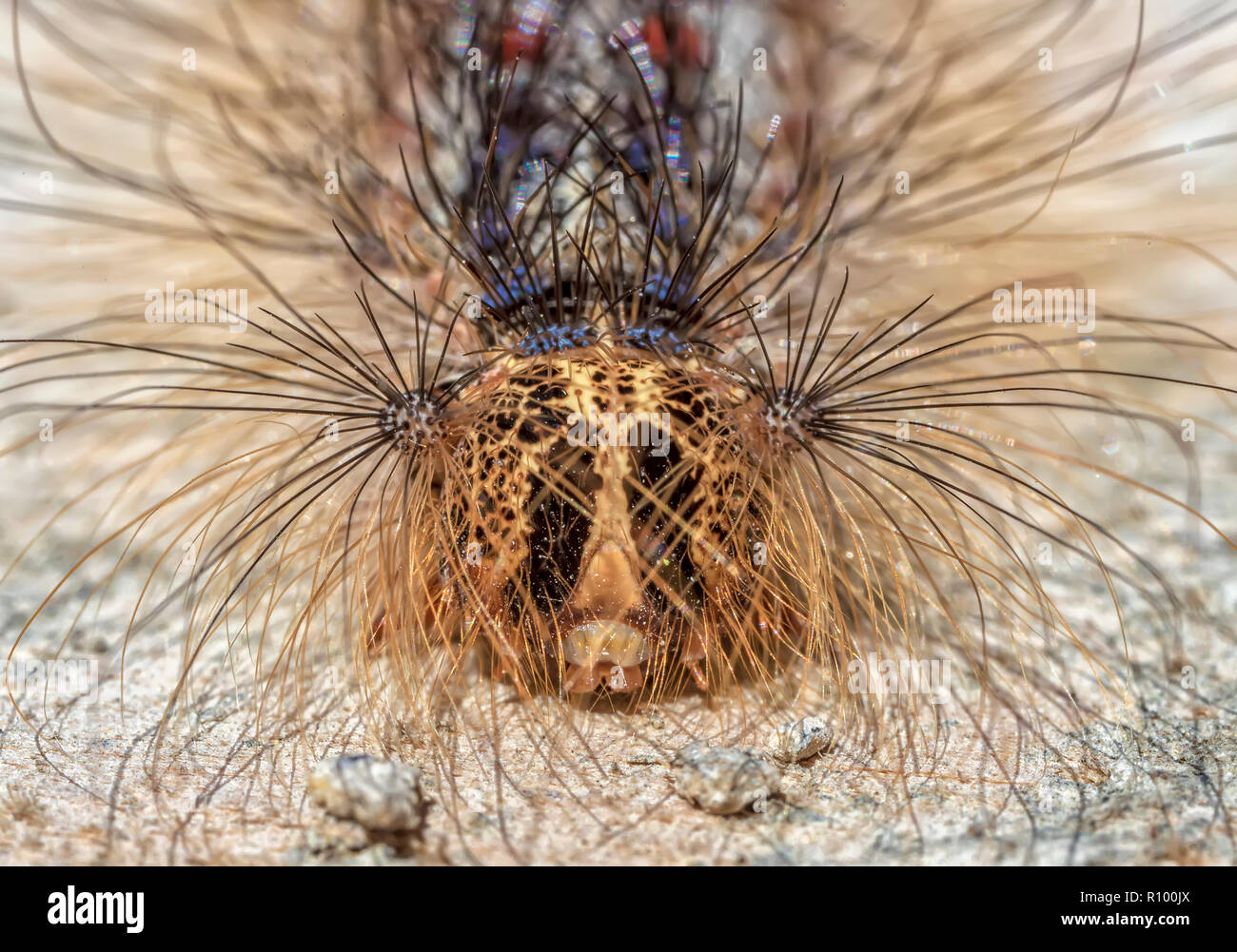The caterpillar's face in close-up. Close portrait of hairy caterpillar ...