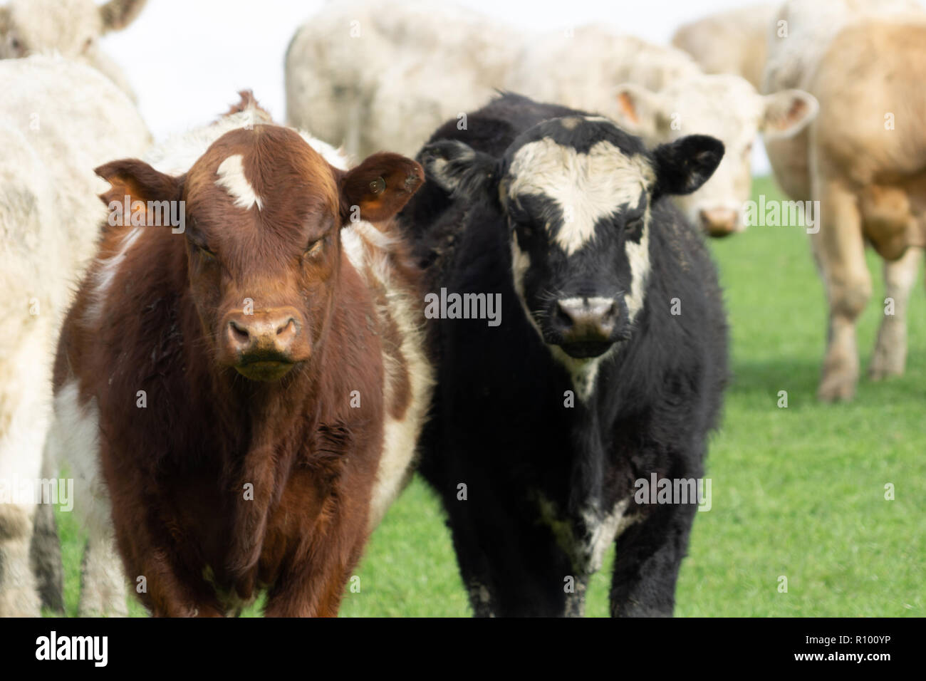Cows looking over fence hi-res stock photography and images - Alamy