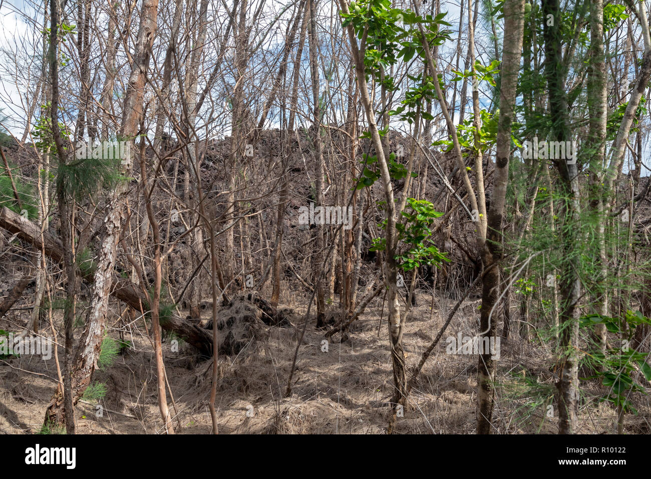 Pahoa, Hawaii - The edge of the lava flow from the 2018 eruption of the ...
