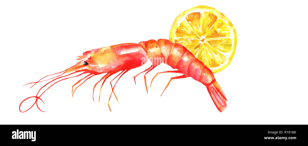 A watercolor drawing of a shrimp with a lemon slice, isolated on a ...