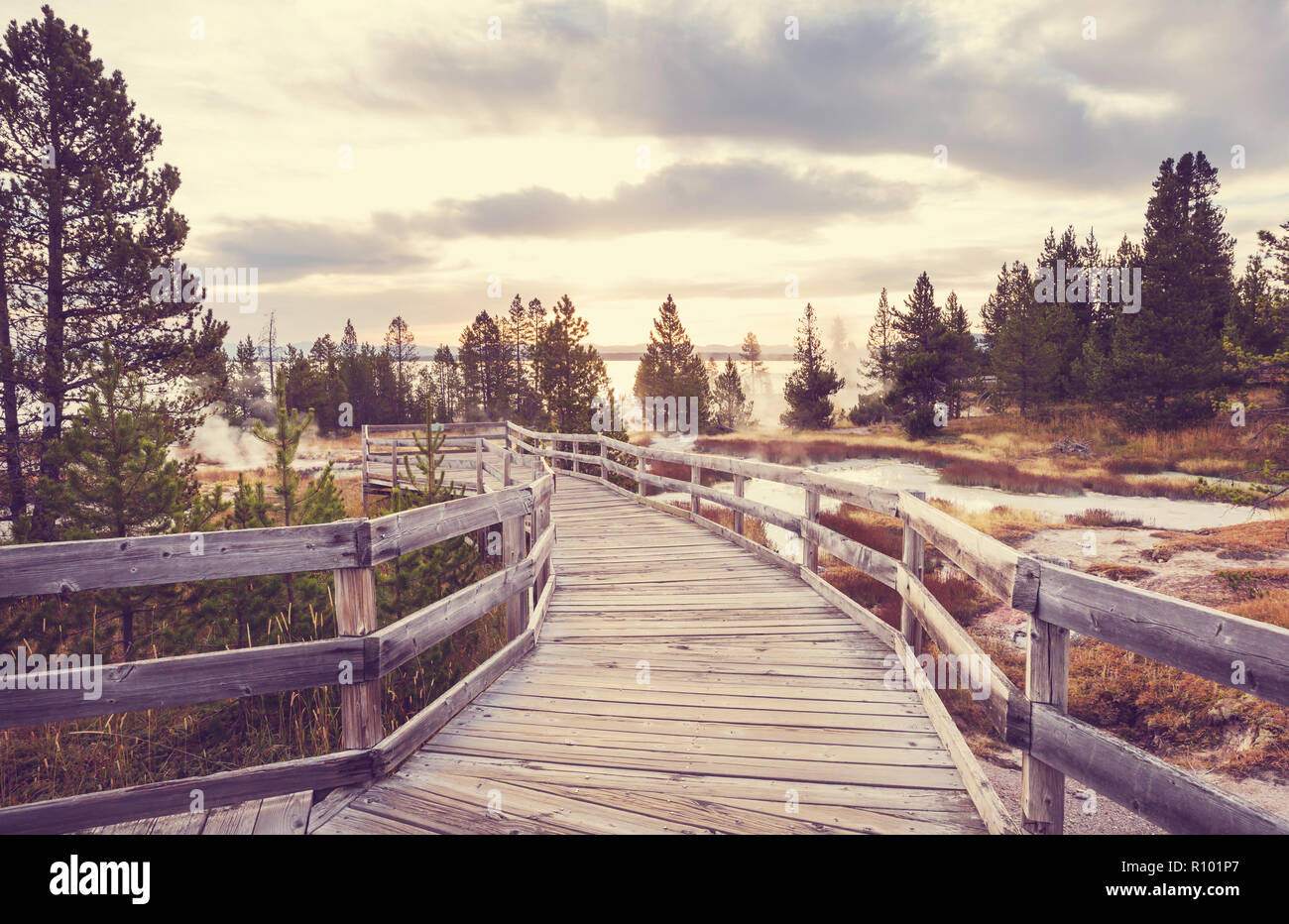 Wooden boardwalk along geyser fields in Yellowstone National Park, USA ...