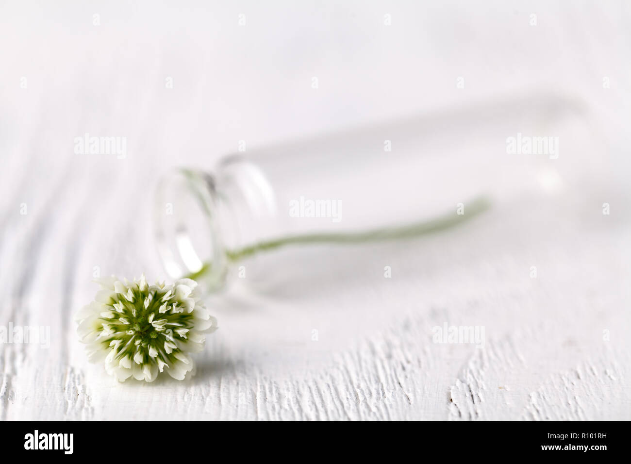 Composition with clover in glass. melancholic still life with white ...