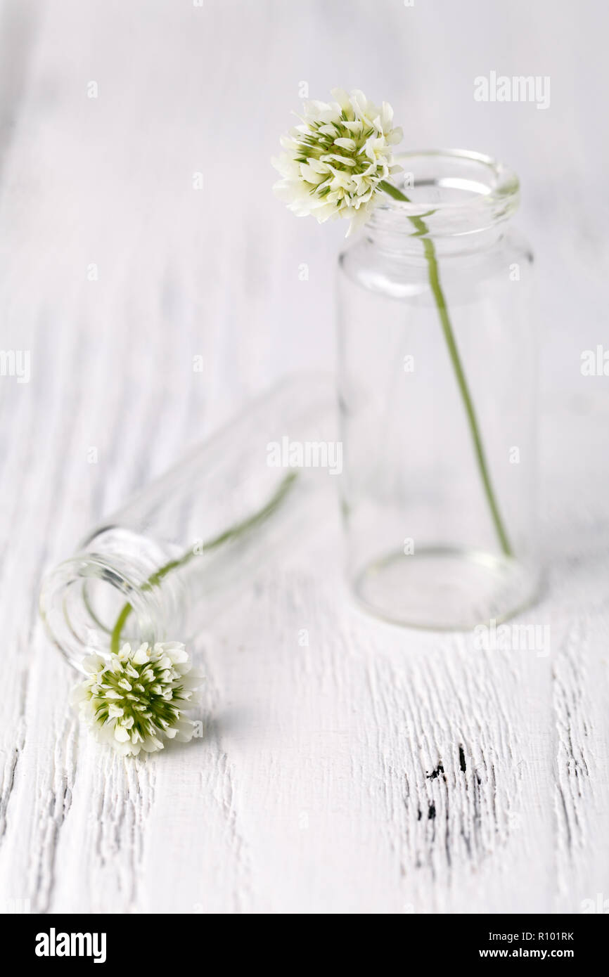 Composition with clover in glass. melancholic still life with white ...