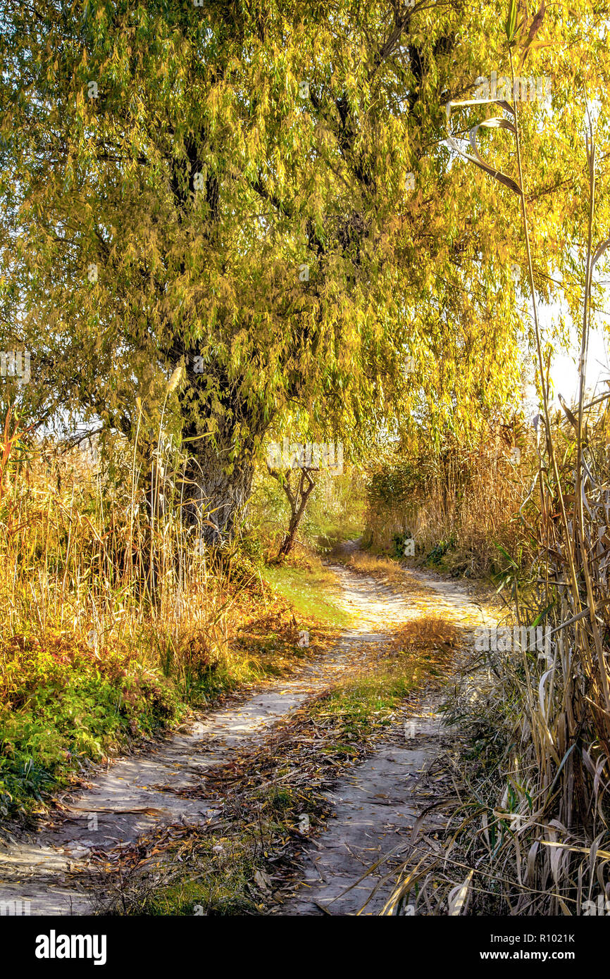 Willow trees and reeds hi-res stock photography and images - Alamy