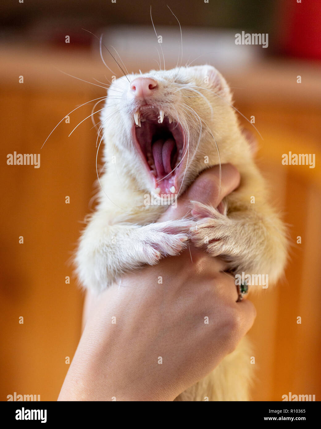 Pet portrait photography hi-res stock photography and images - Alamy