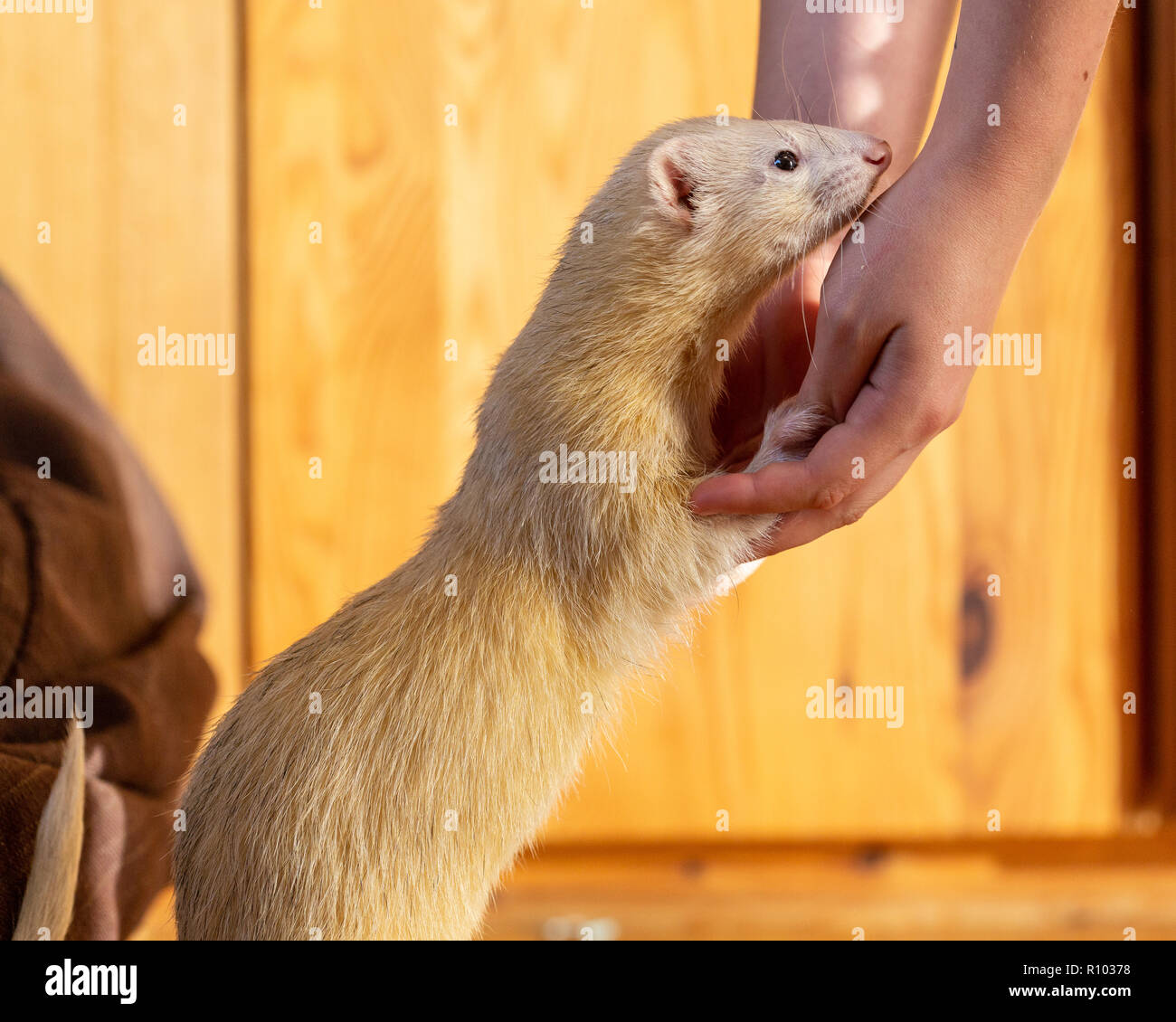 Playing weasel hi-res stock photography and images - Alamy
