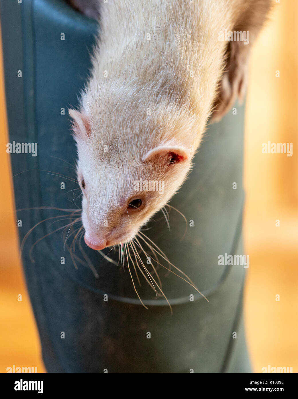 Ferret climbing out of wellington boot Stock Photo - Alamy