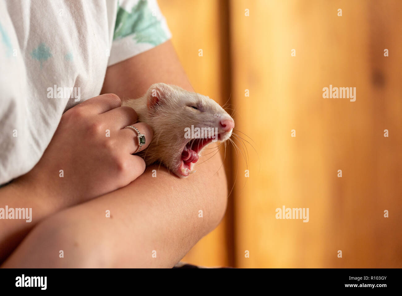 Working ferret hi-res stock photography and images - Alamy