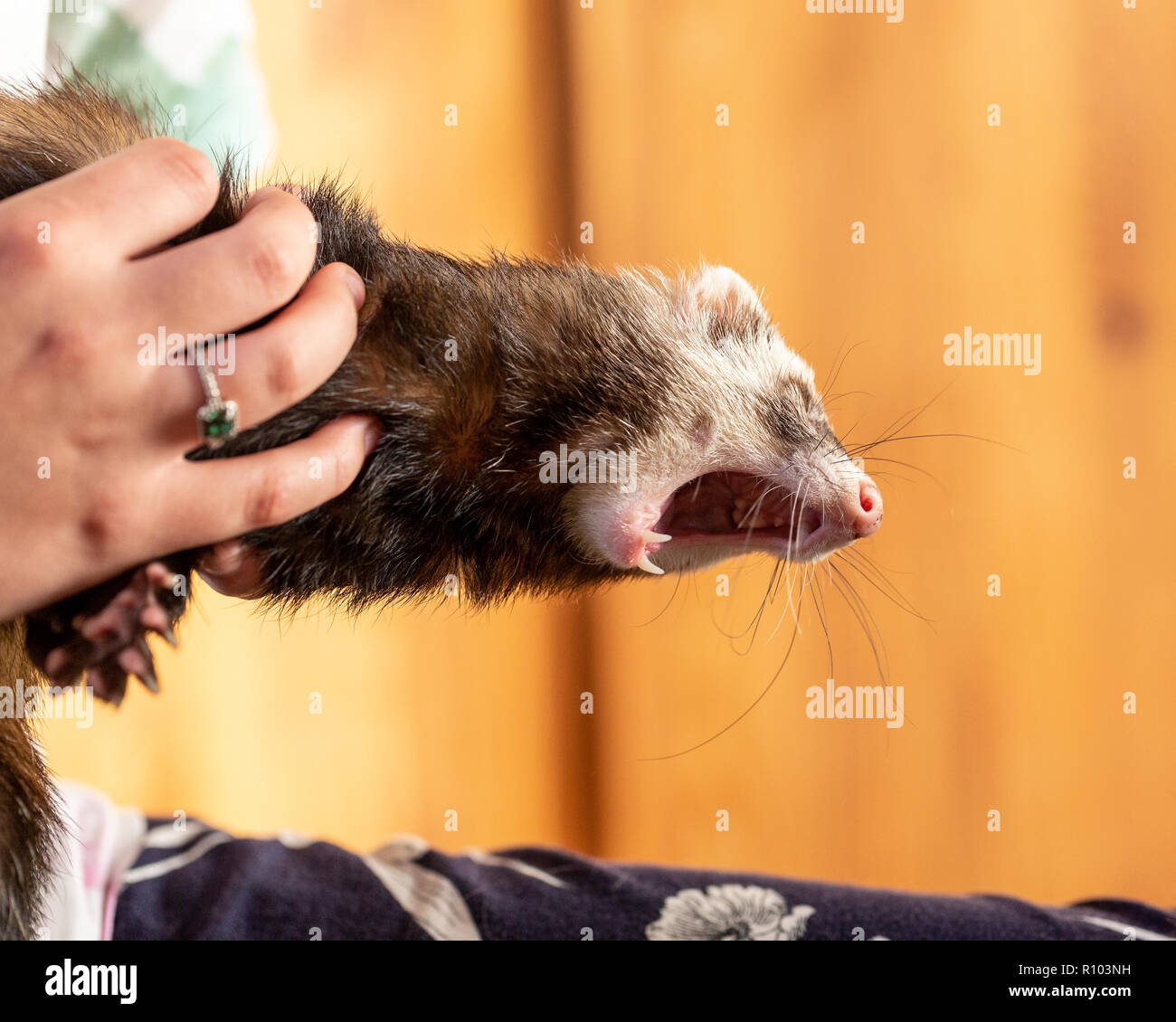 Holding a ferret hi-res stock photography and images - Alamy