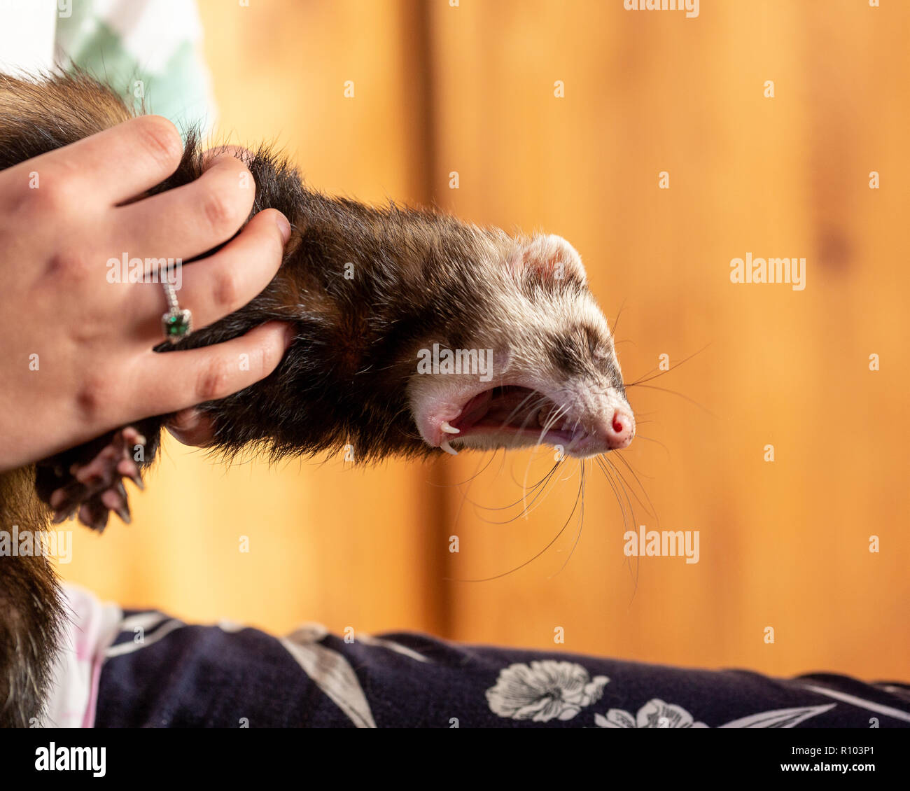 Working ferret hi-res stock photography and images - Alamy