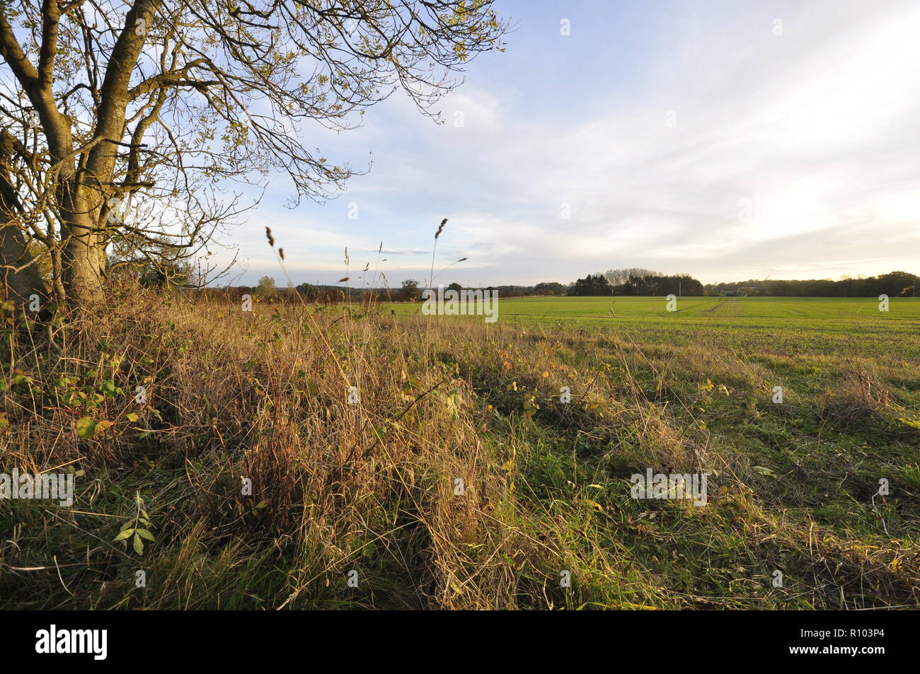 autumn field east of Briston, Norfolk England UK Stock Photo - Alamy