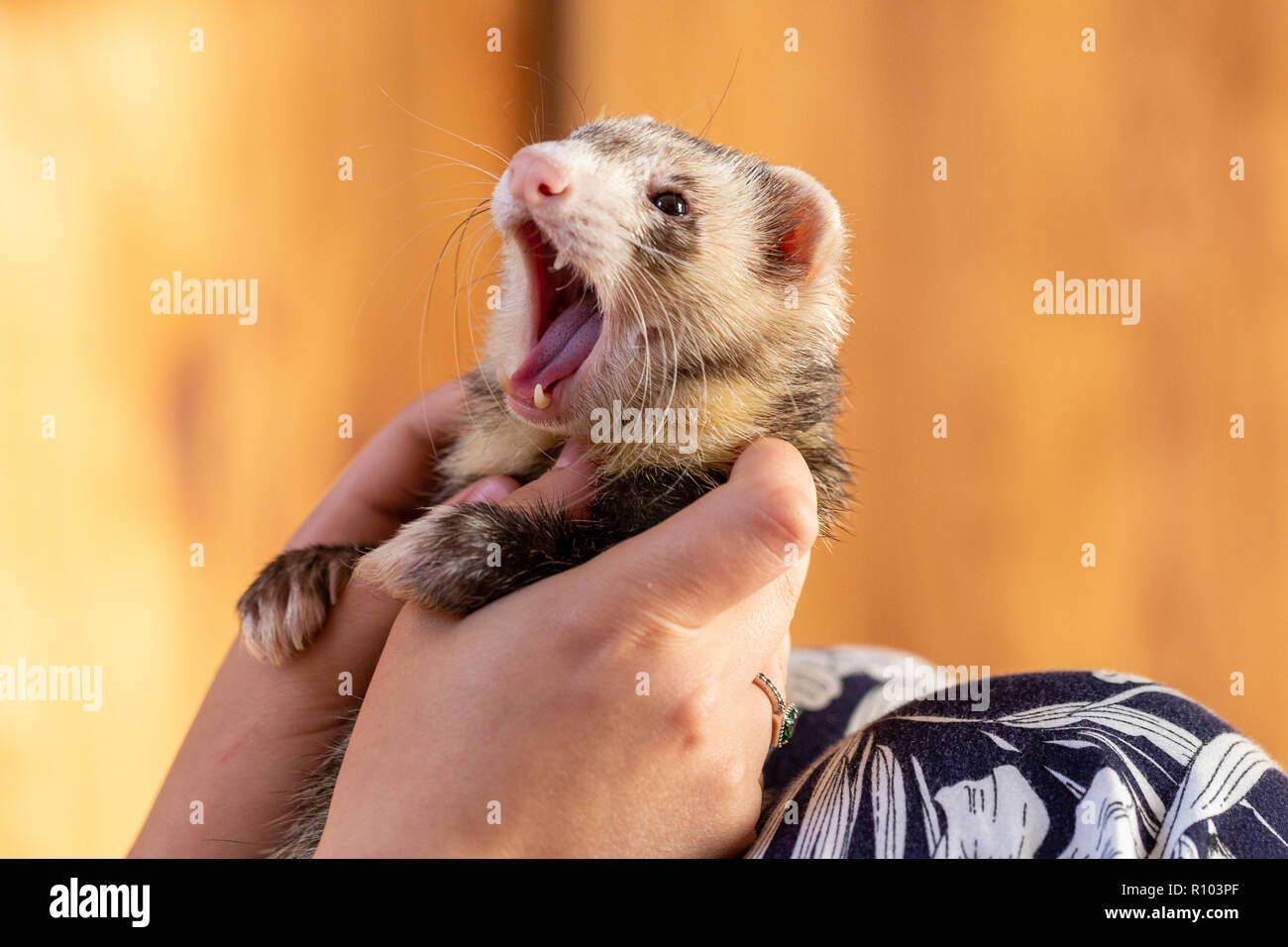 Working ferret hi-res stock photography and images - Alamy