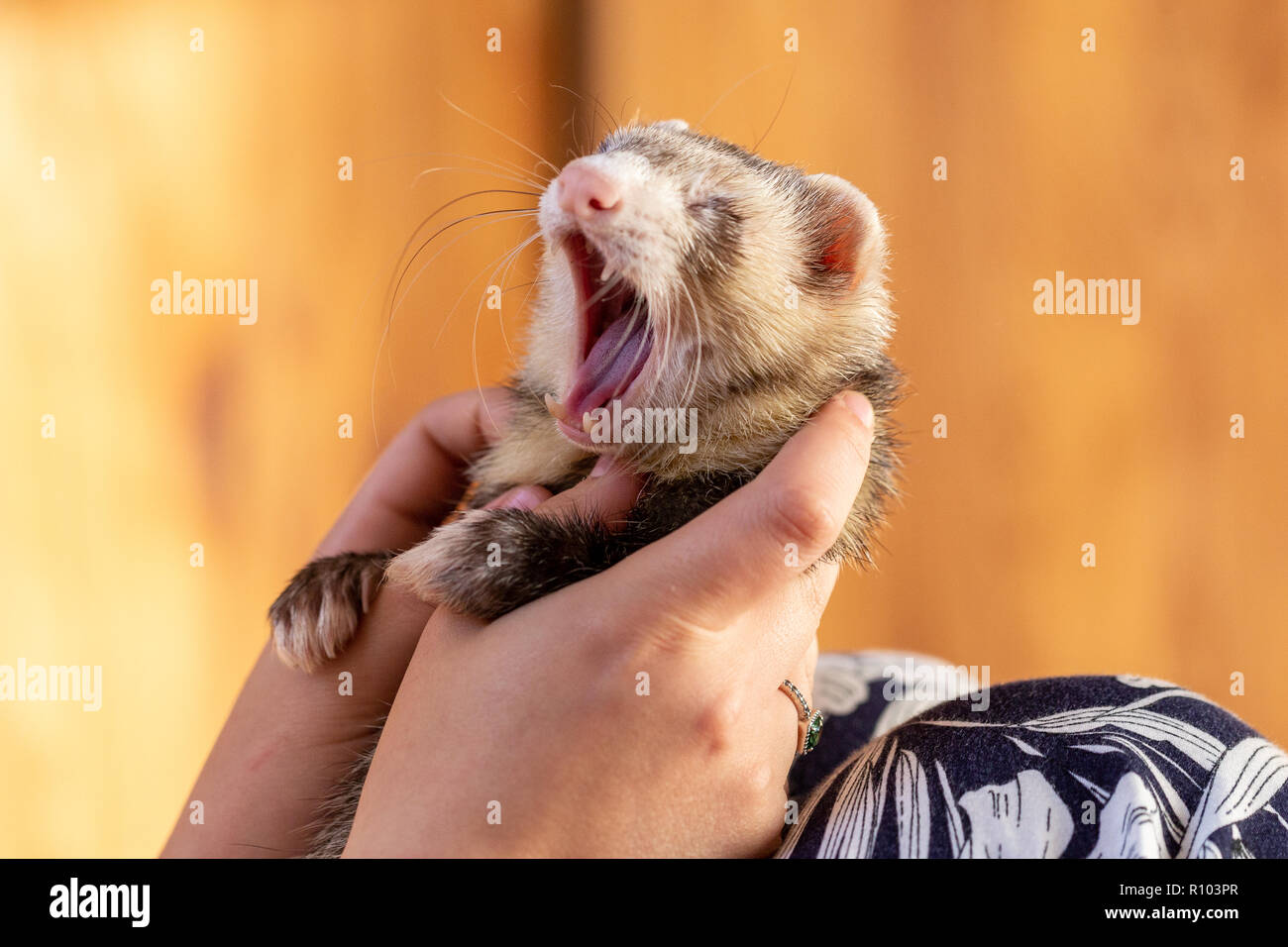 Holding a ferret hi-res stock photography and images - Alamy