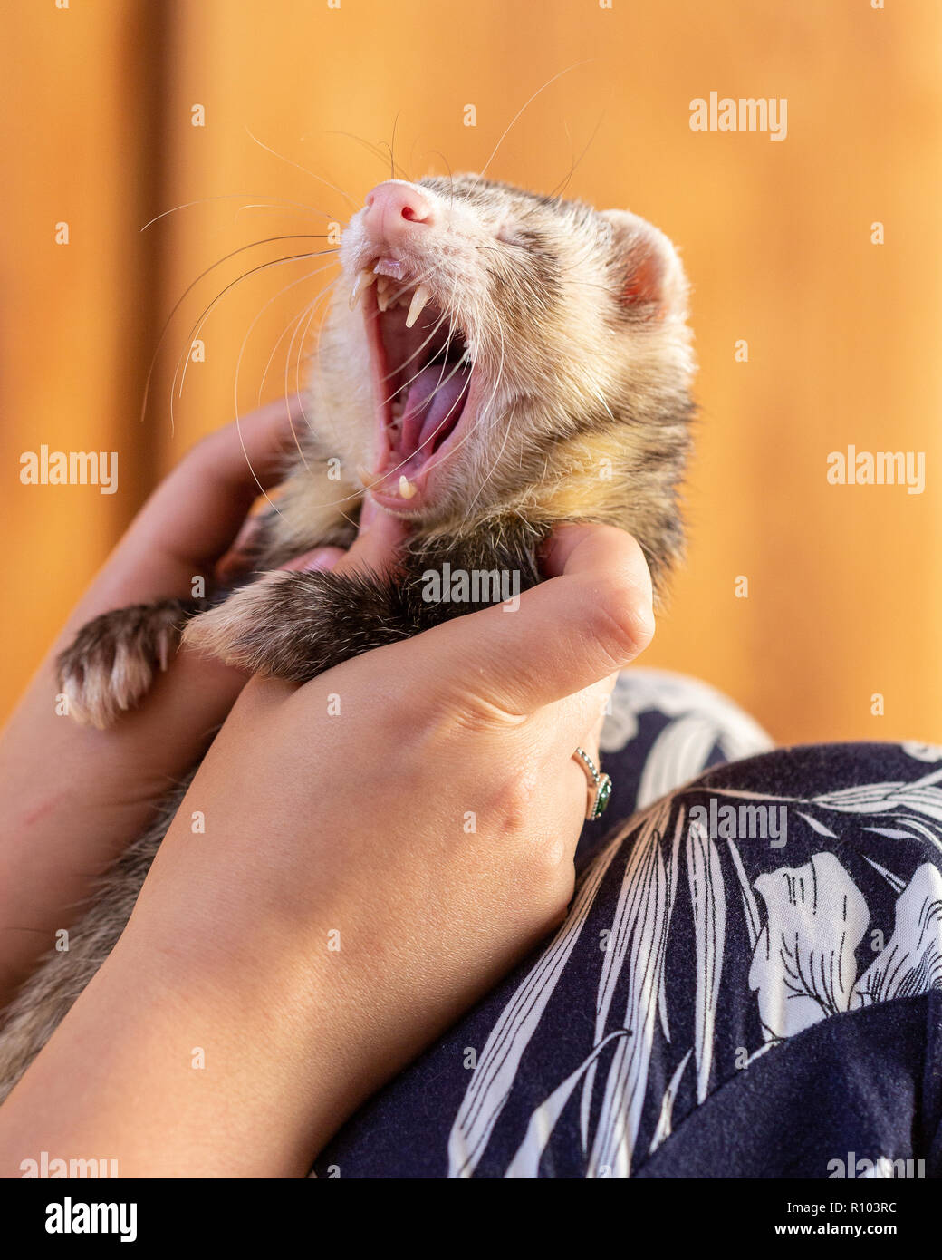 Yawning Ferret