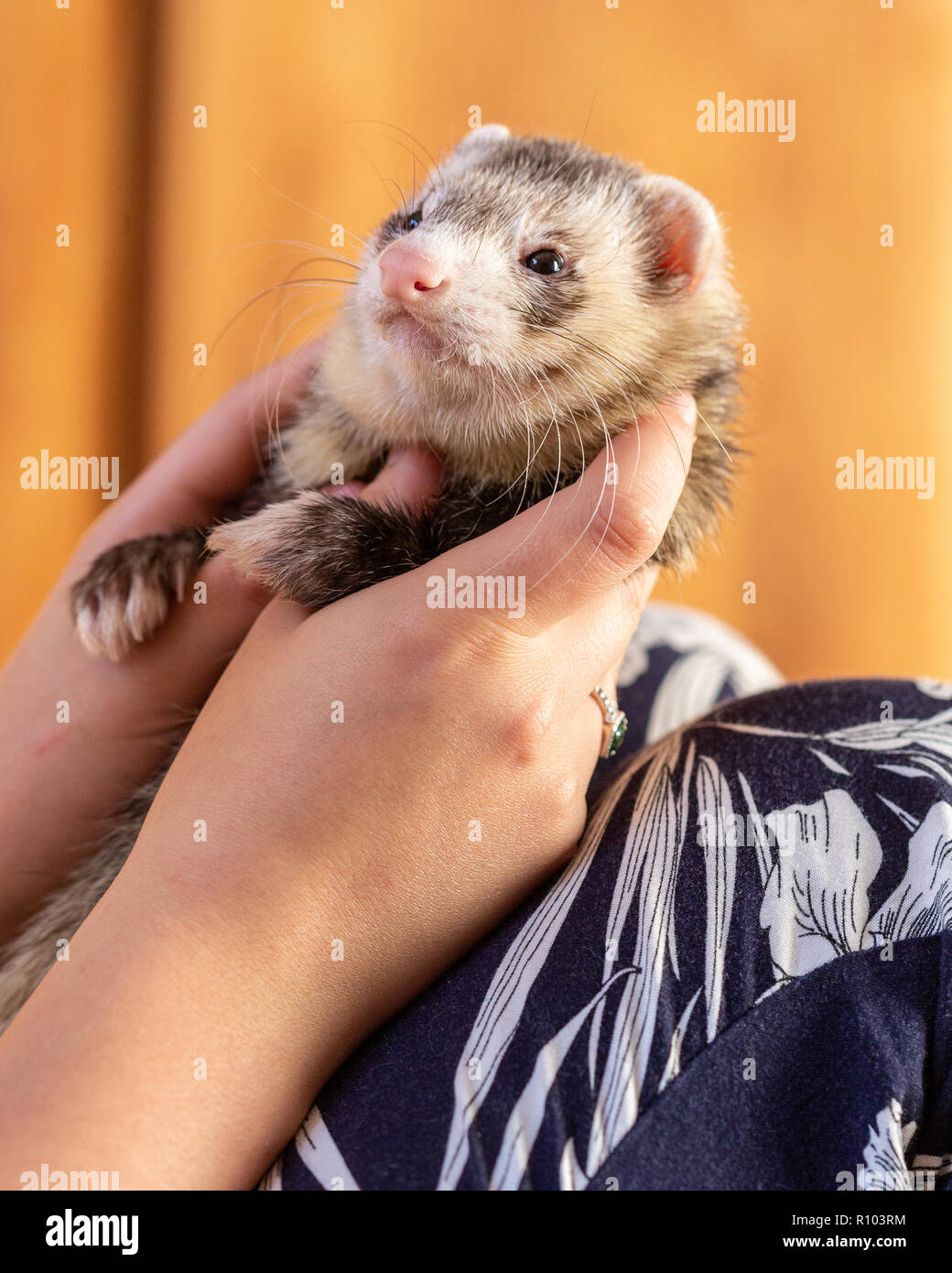 Holding a ferret hi-res stock photography and images - Alamy