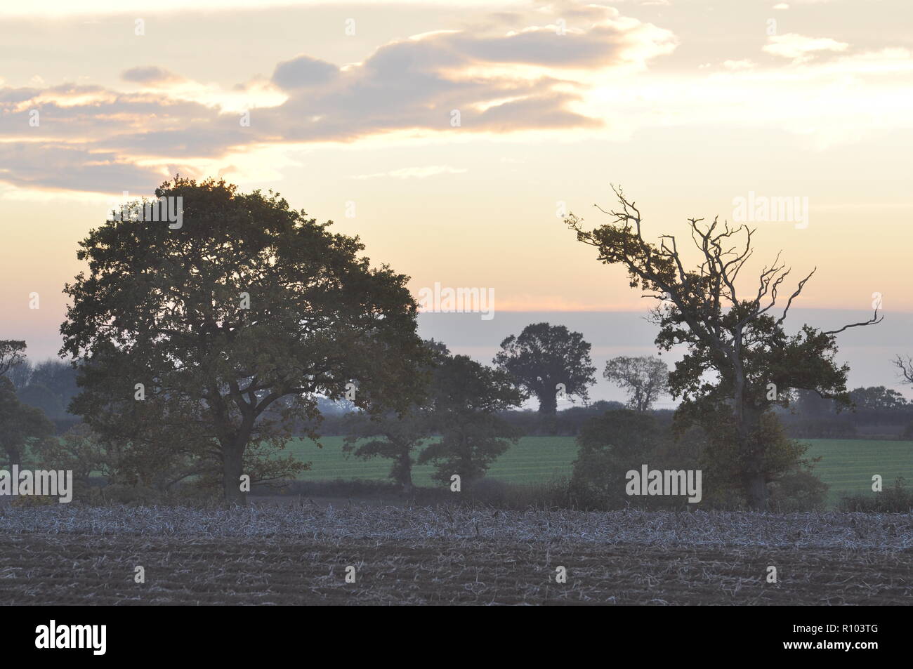 Evening west of Little Barningham, Norfolk UK Stock Photo - Alamy