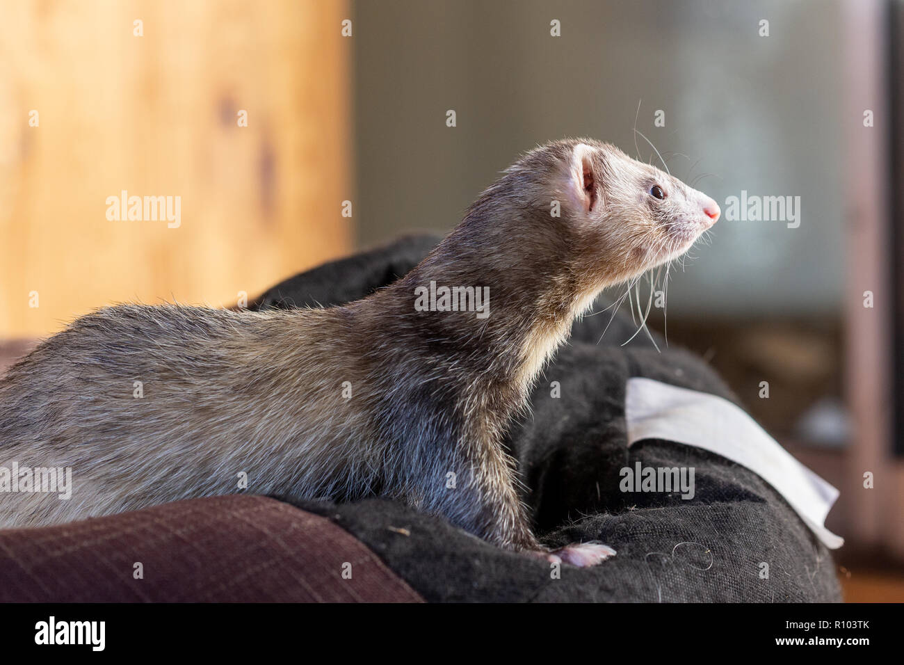 Ferret standing and looking right Stock Photo - Alamy