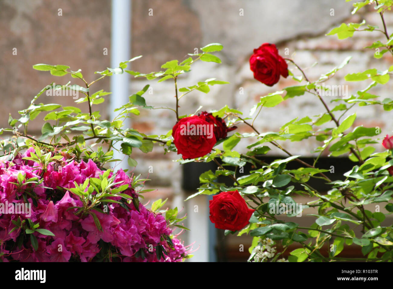 Italian red roses hi-res stock photography and images - Alamy
