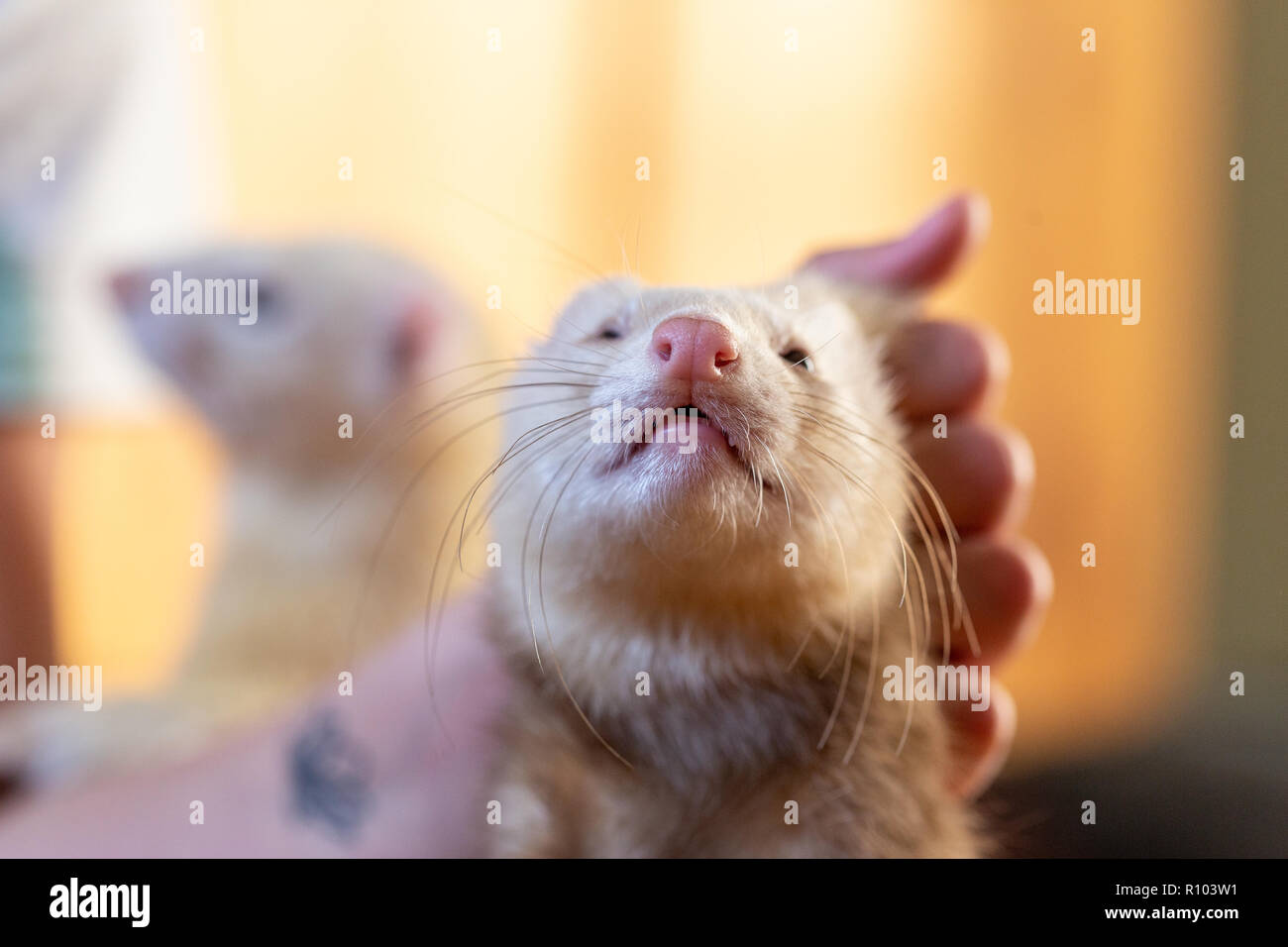 Scruff of neck hi-res stock photography and images - Alamy