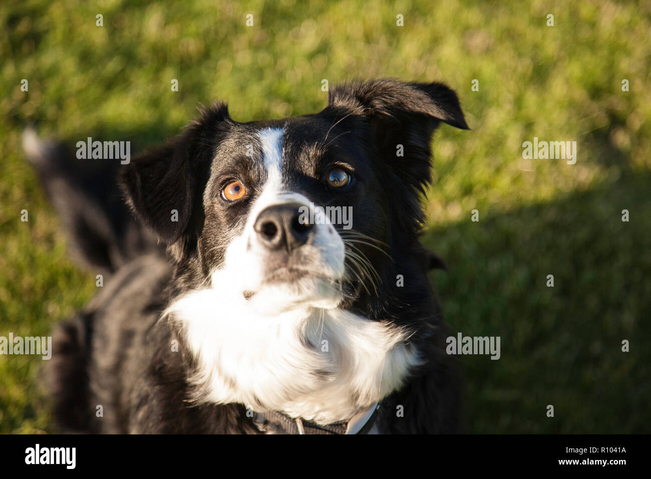 Border collie staring at owner hi-res stock photography and images - Alamy