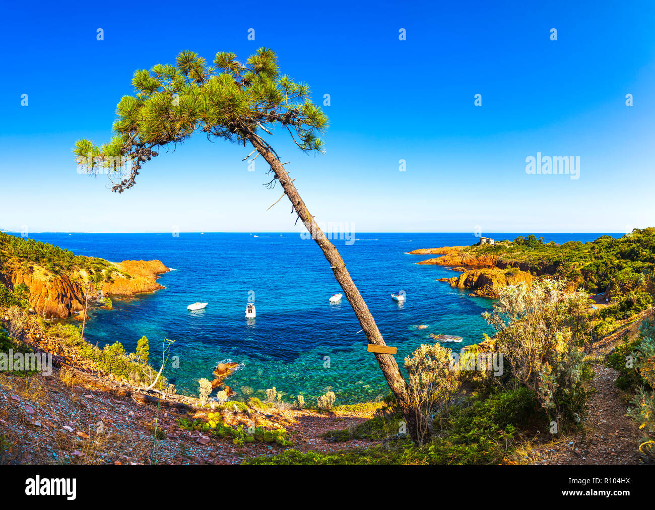 Esterel mediterranean tree, red rocks coast, beach and sea. French ...