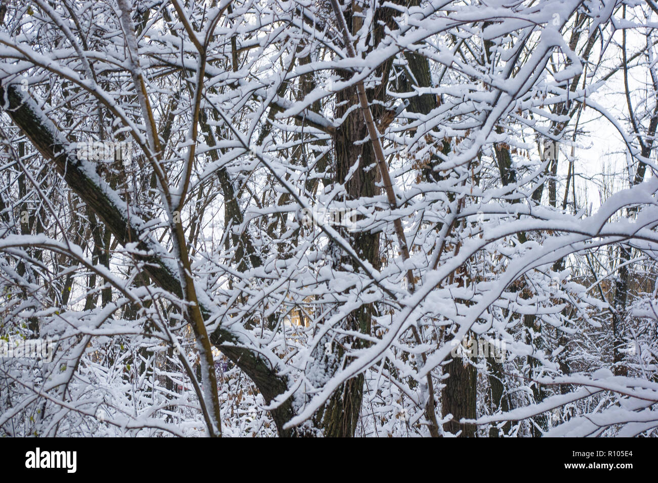 snow-covered branches and trees in the city park, winter landscape ...
