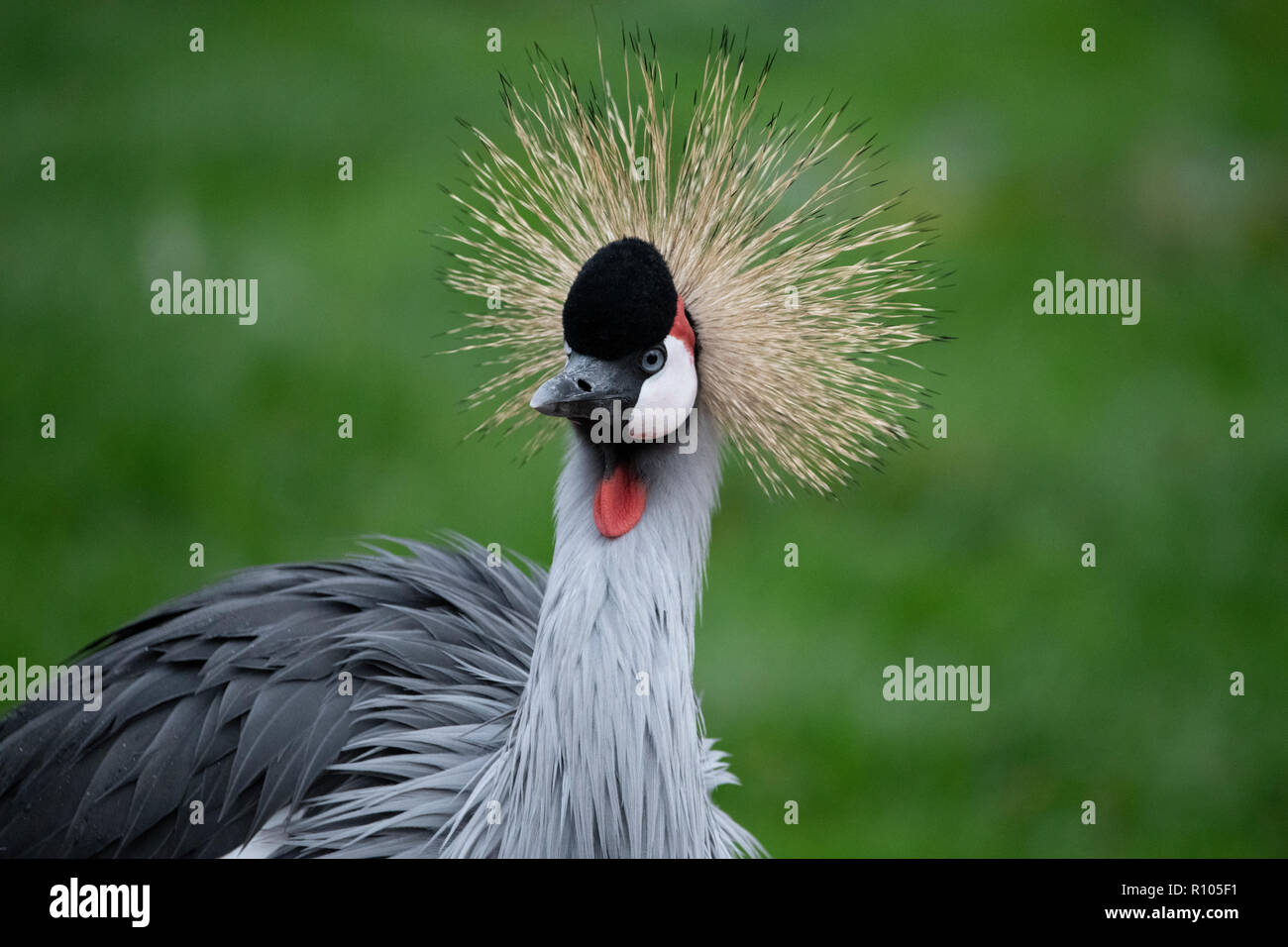 Grey Crowned Crane Stock Photo - Alamy
