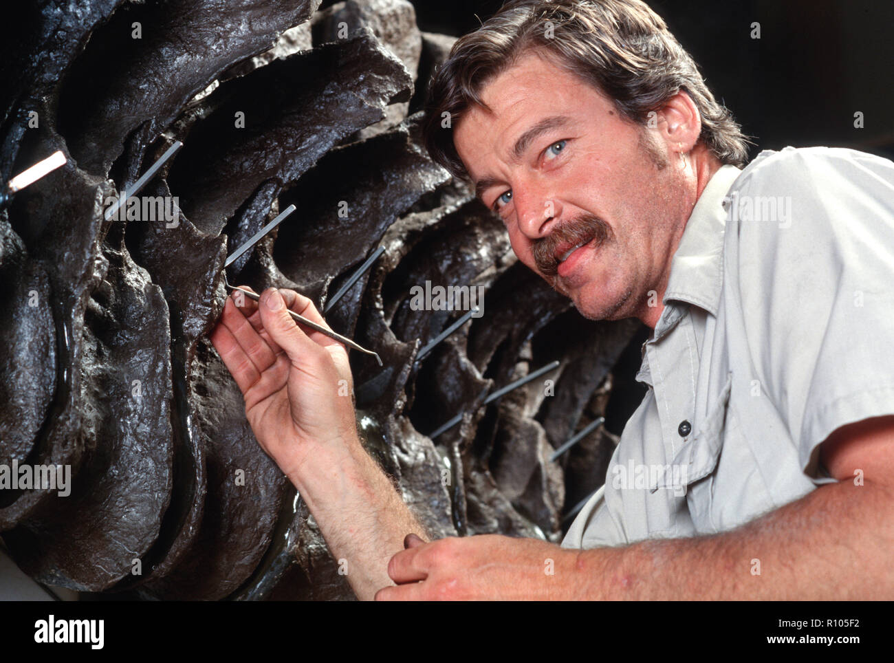 Paleontologist dinosaur hi-res stock photography and images - Alamy