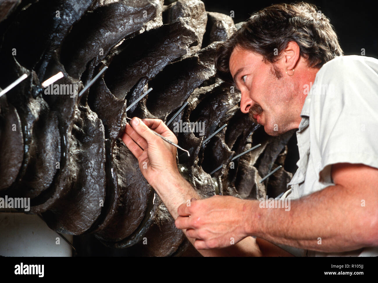 Paleontologist dinosaur fossils hi-res stock photography and images - Alamy