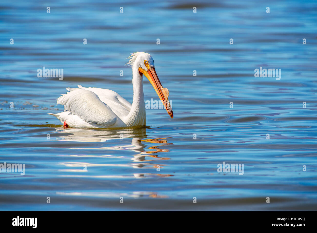 American white pelican breeding plumage hi-res stock photography and ...
