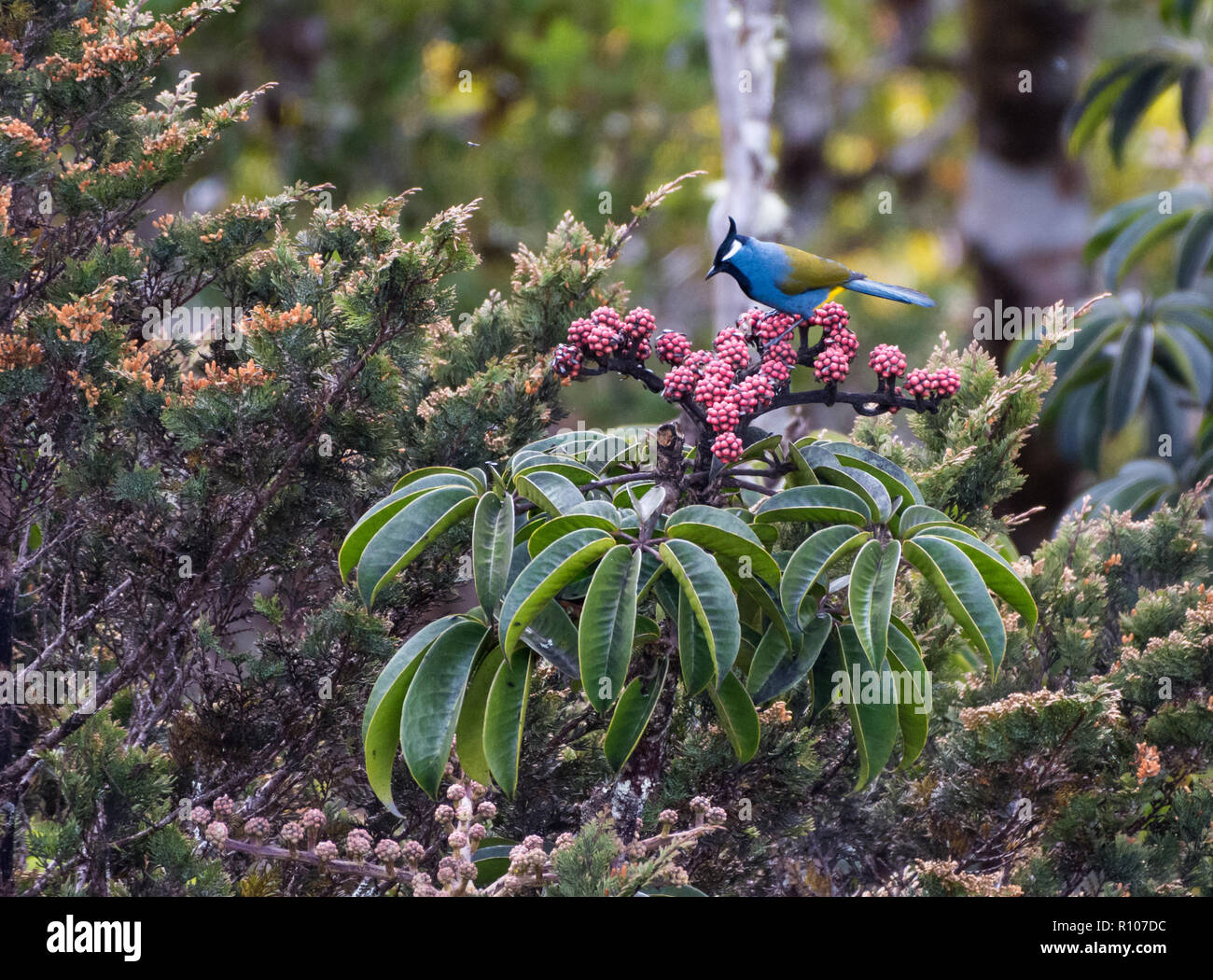 A Crested Berrypecker (Paramythia montium) perched on a flowering tree ...