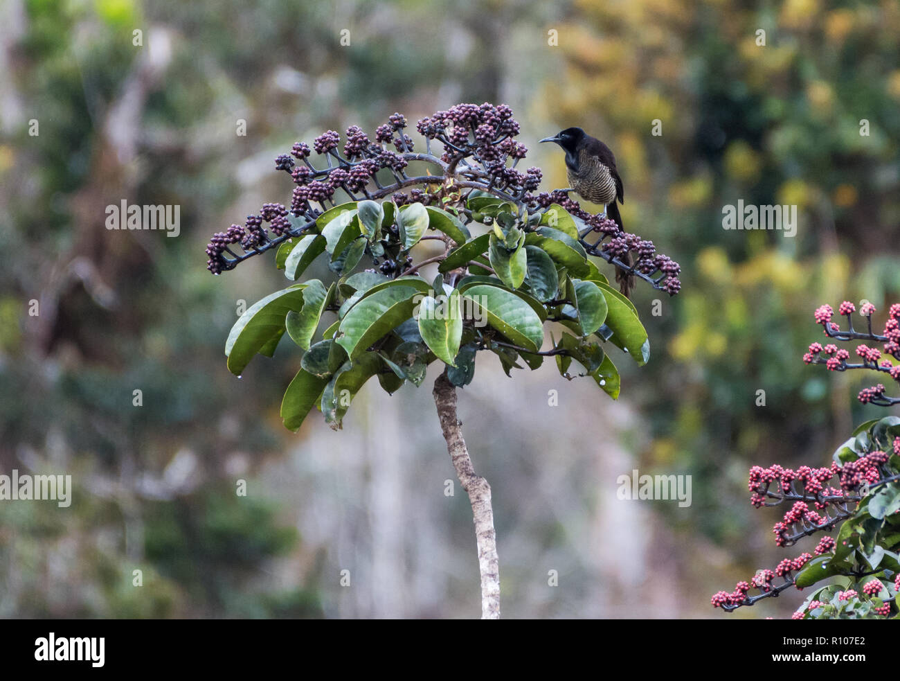 A female Splendid Astrapia (Astrapia splendidissima) perched on a ...