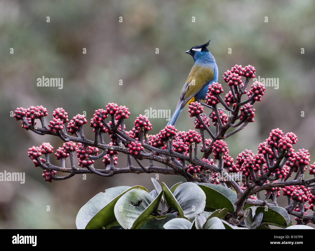 A Crested Berrypecker (Paramythia montium) perched on a flowering tree ...
