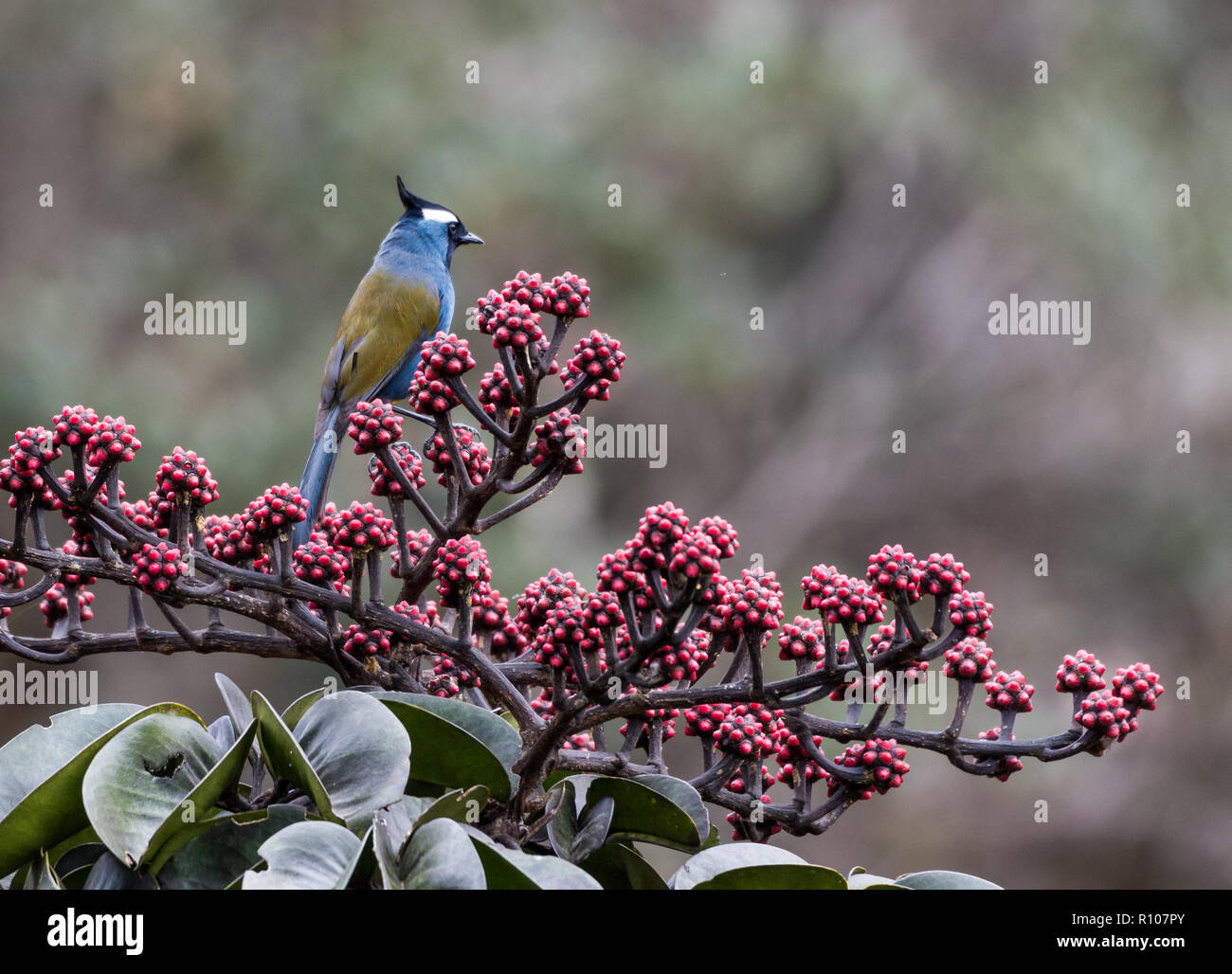 A Crested Berrypecker (Paramythia montium) perched on a flowering tree ...