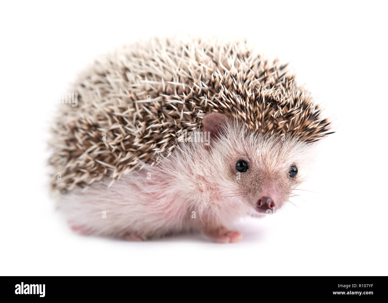 african pygmy hedgehog isolated on white background Stock Photo - Alamy
