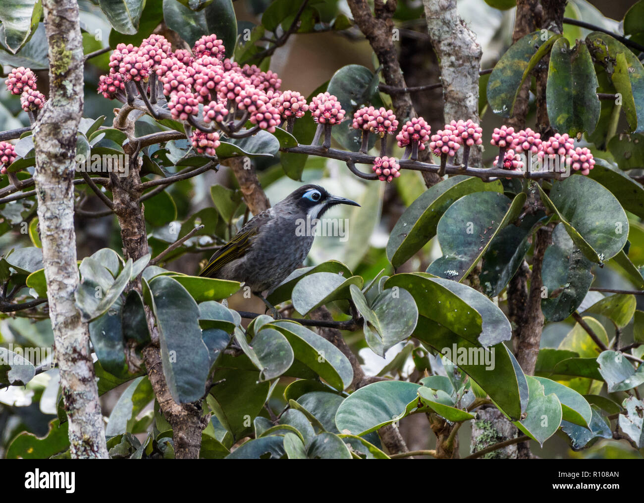 Papua new guinea flower hi-res stock photography and images - Alamy