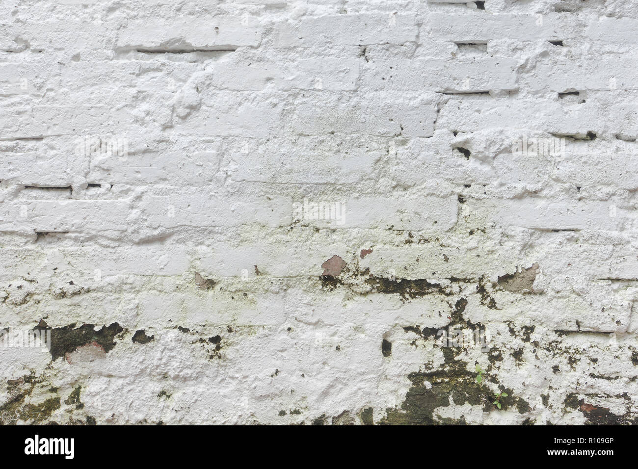 White brick masonry wall with green moss Stock Photo - Alamy