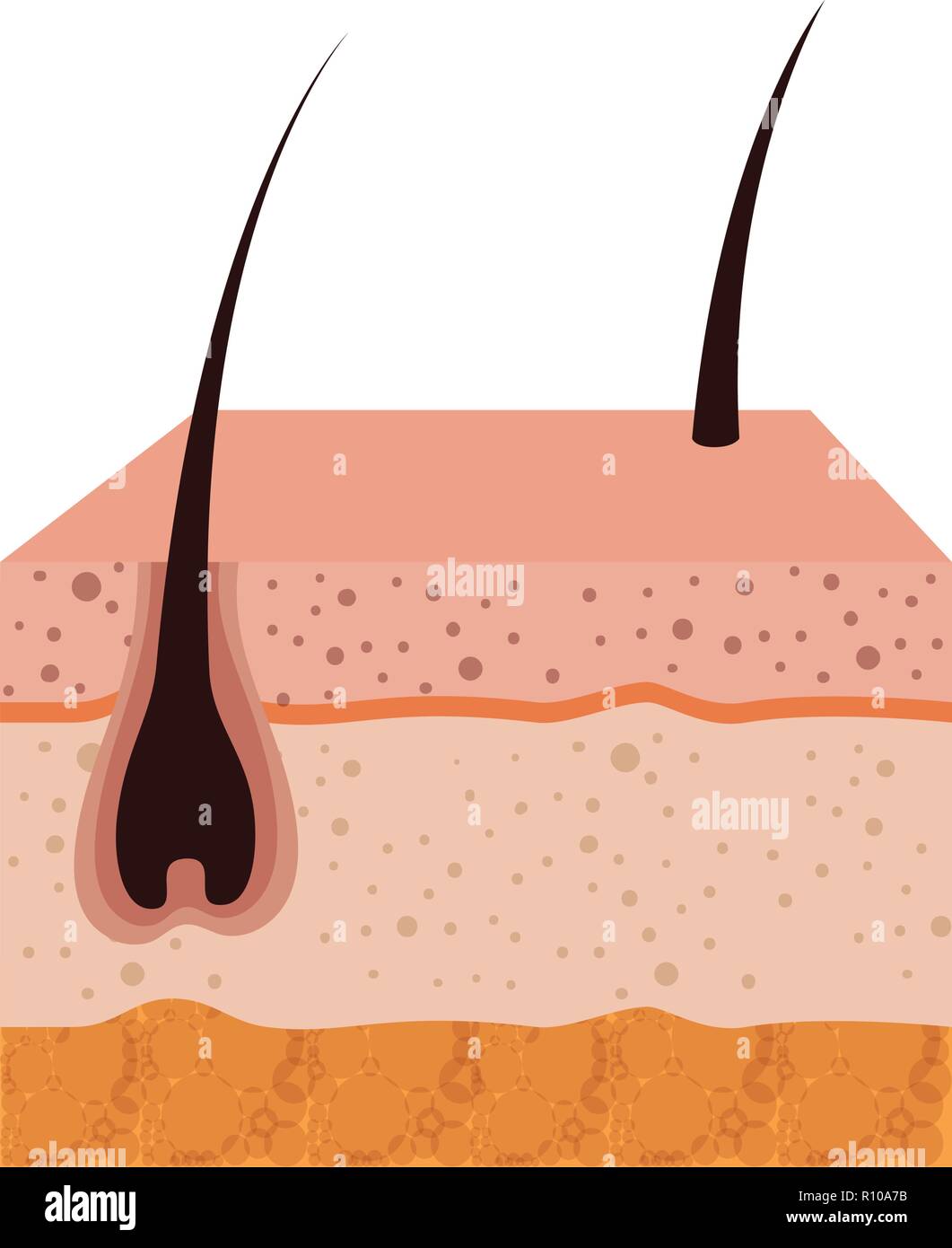 skin with facial hair vector illustration design Stock Vector Image ...