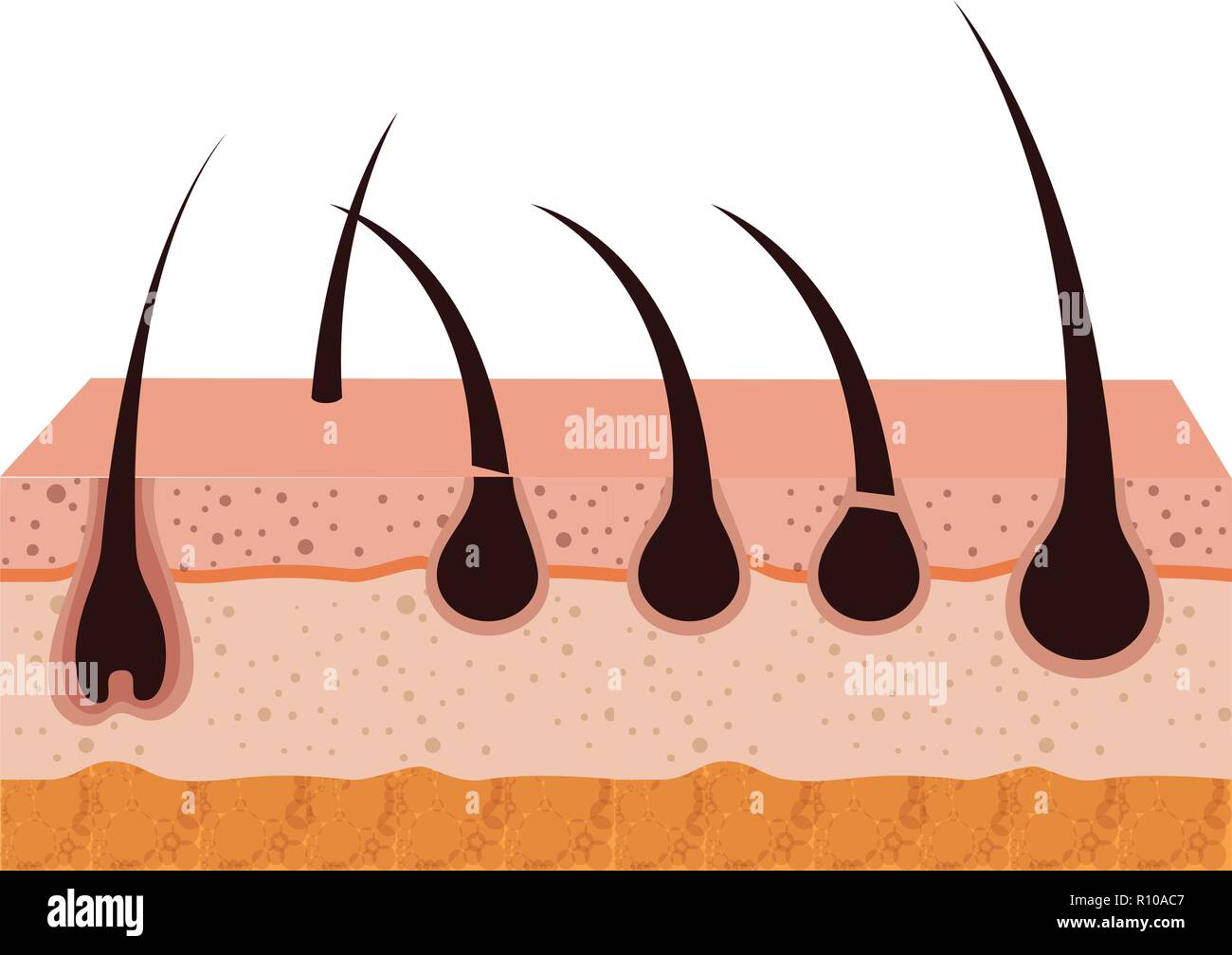 skin with facial hair vector illustration design Stock Vector Image ...