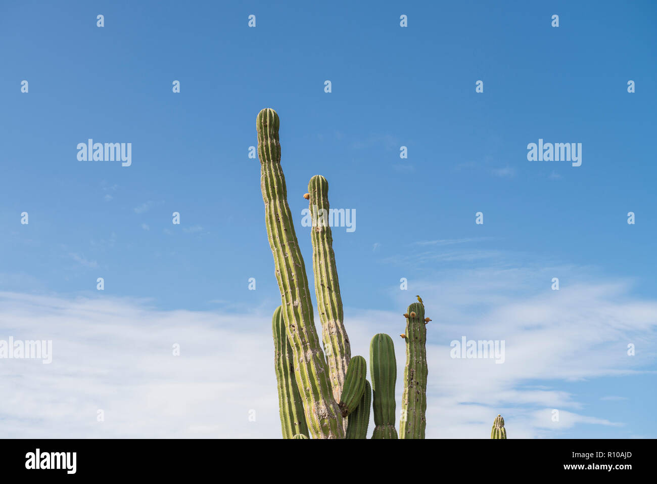 Cactus in cabo san lucas hi-res stock photography and images - Alamy