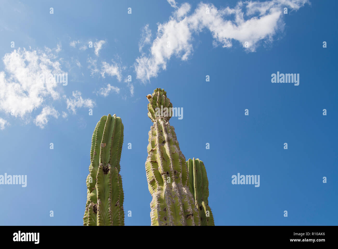 Cactus in cabo san lucas hi-res stock photography and images - Alamy