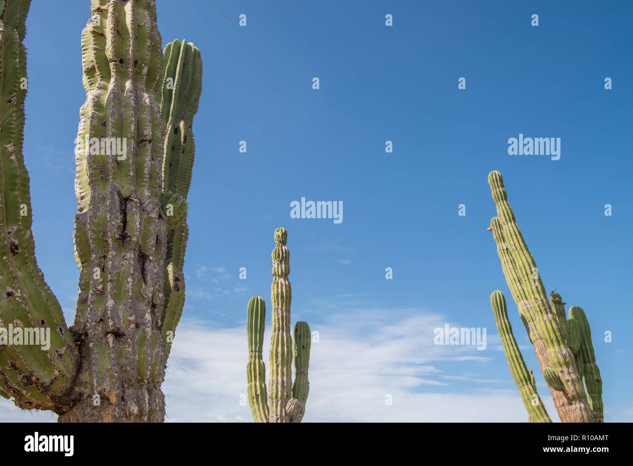 Cactus in cabo san lucas hi-res stock photography and images - Alamy