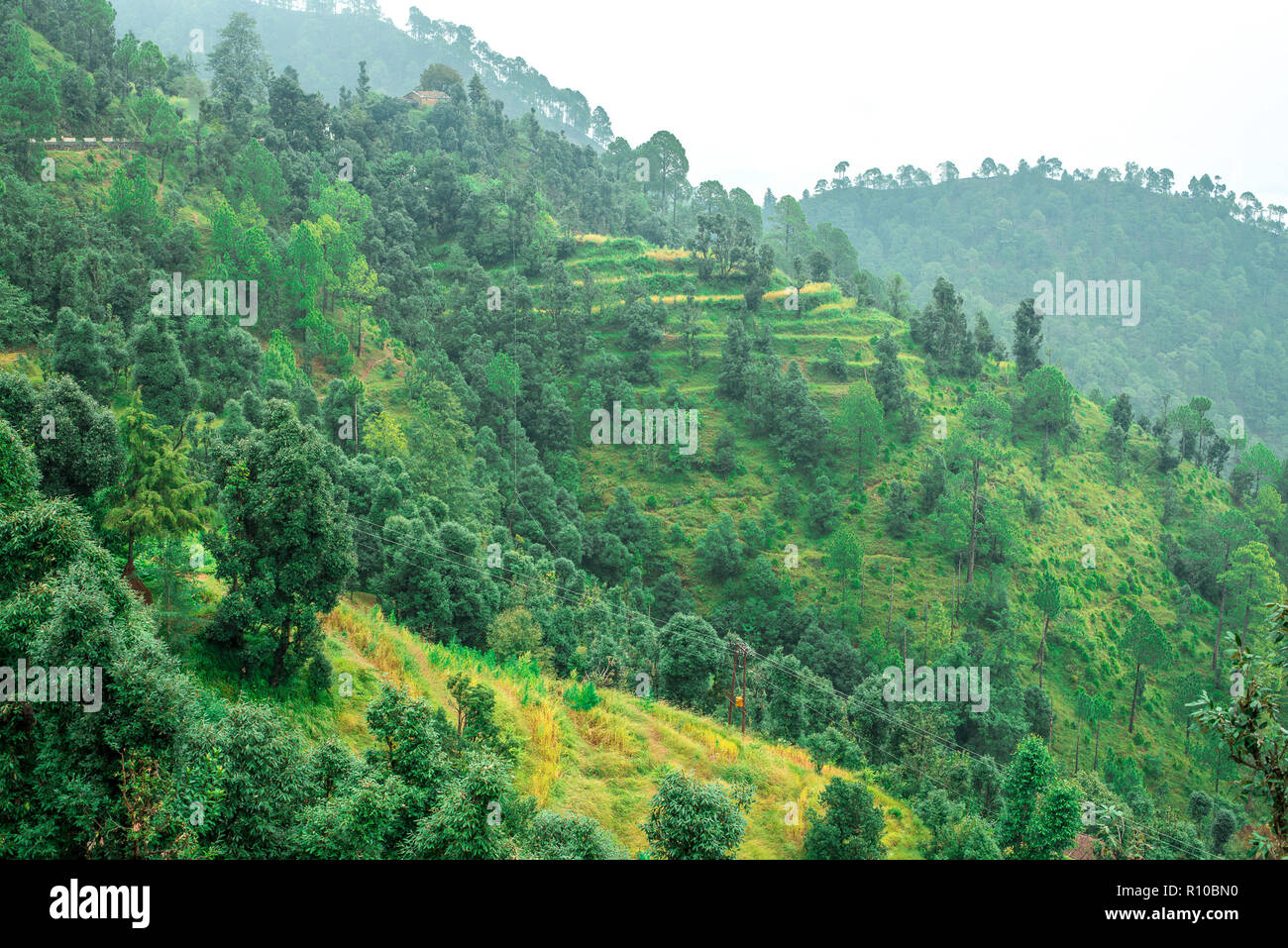Stepping Fields - Landscape of Uttrakhand Near Bhimtal / Nainital Stock ...