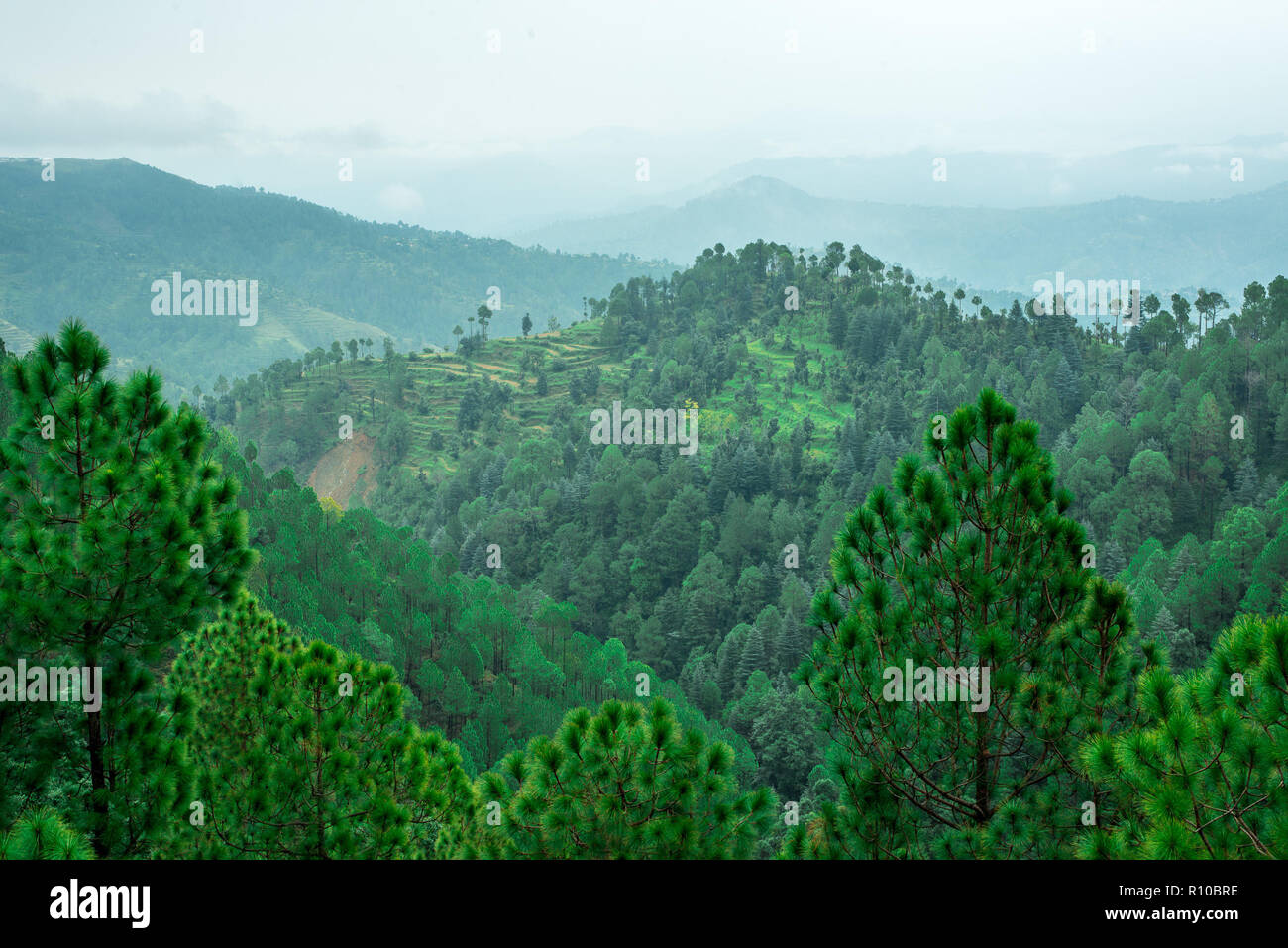 Stepping Fields - Landscape of Uttrakhand Near Bhimtal / Nainital Stock ...