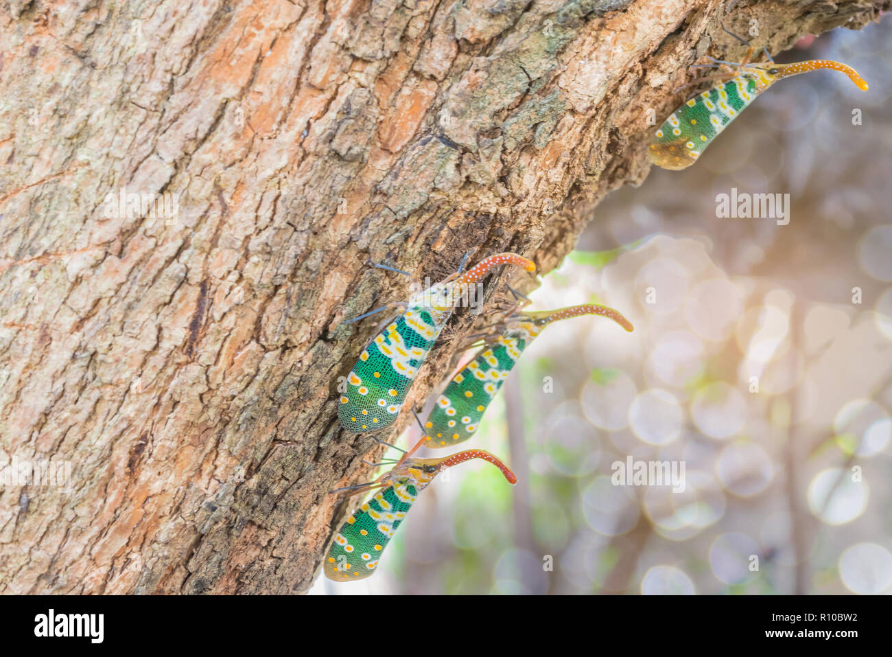 Abstract bugs hi-res stock photography and images - Alamy