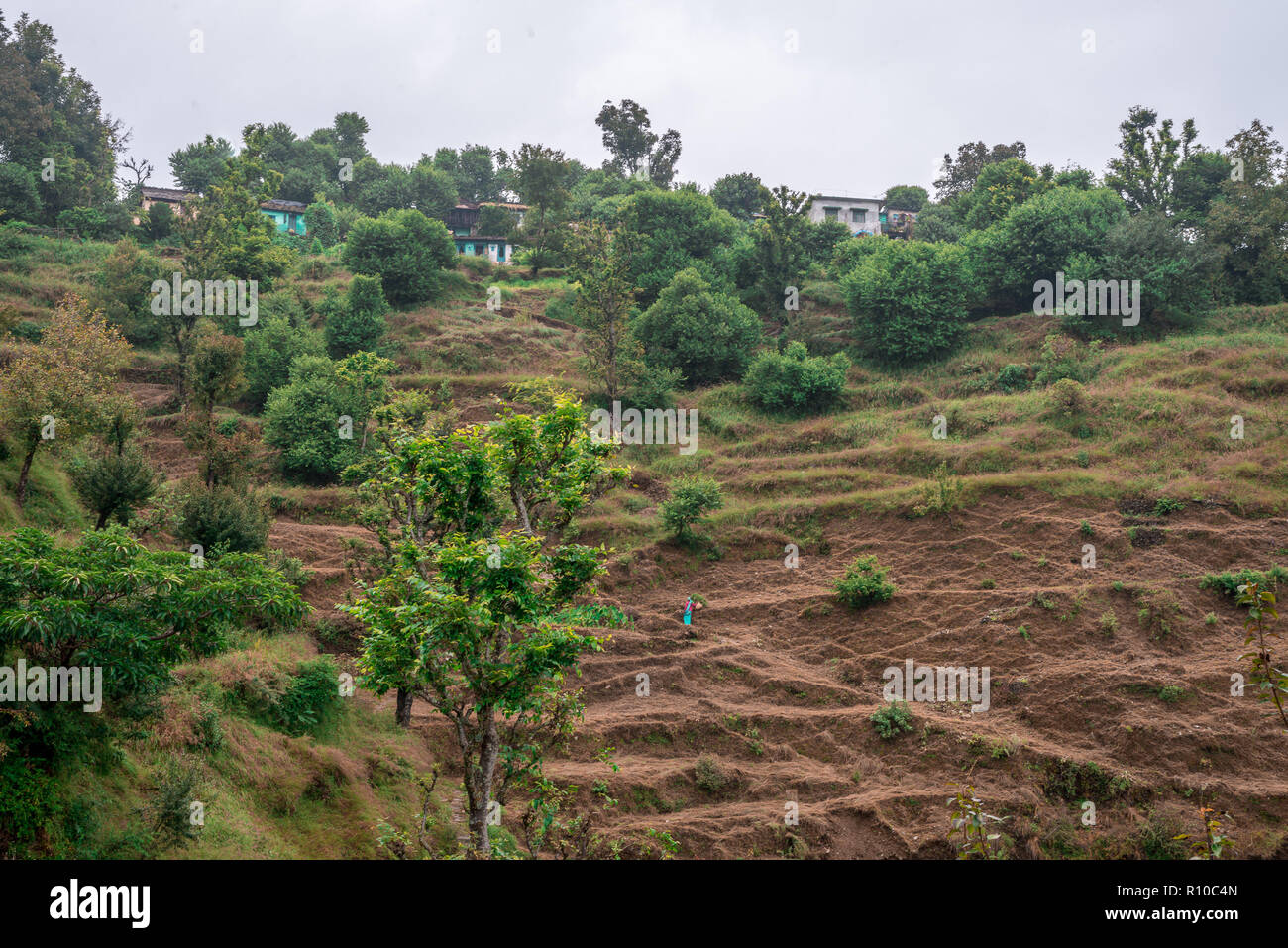 Stepping Fields - Landscape of Uttrakhand Near Bhimtal / Nainital Stock ...