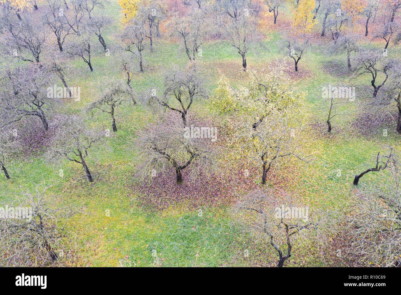 foggy morning in apple orchard. leafless orchard apple trees. drone ...